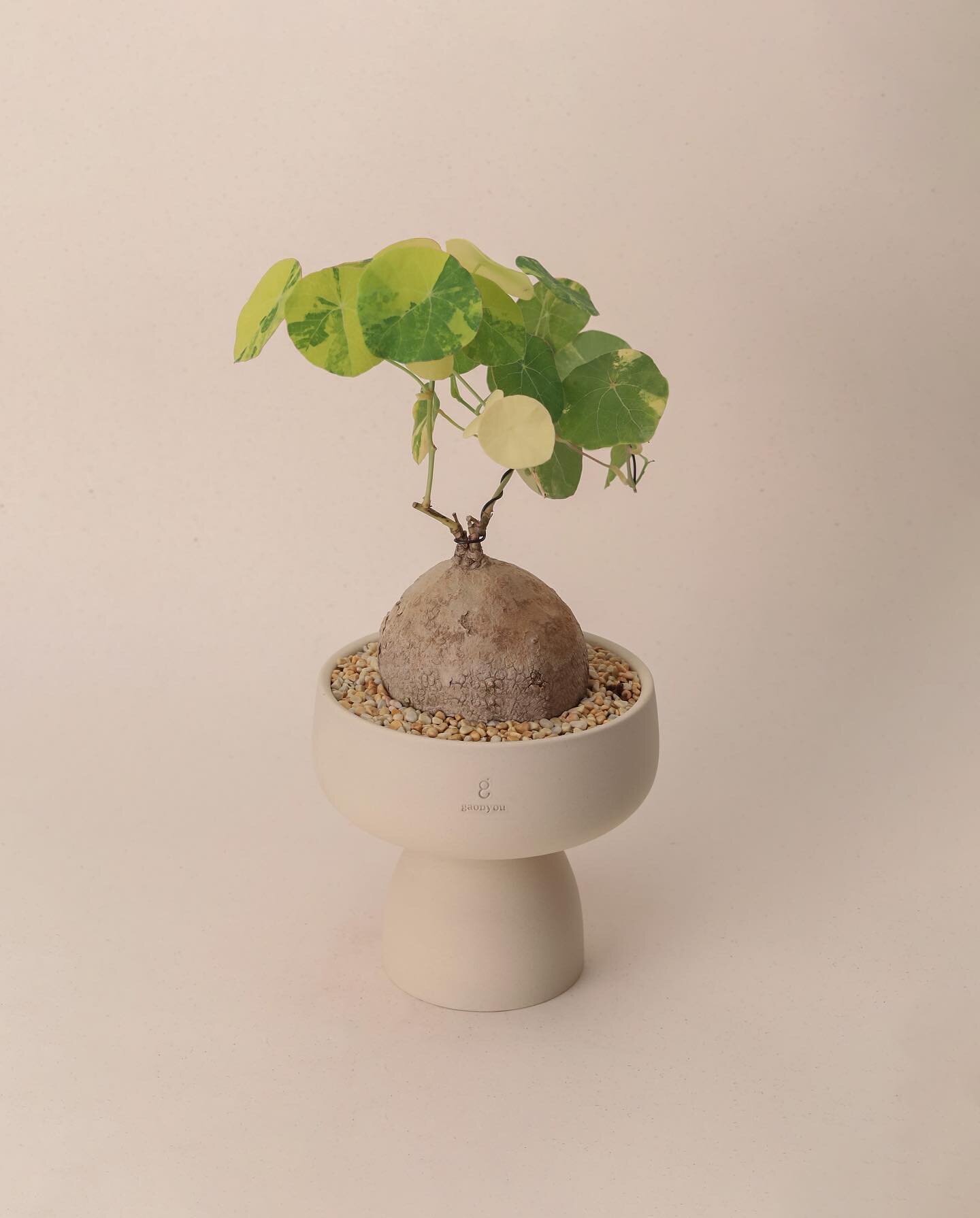 Soilboy